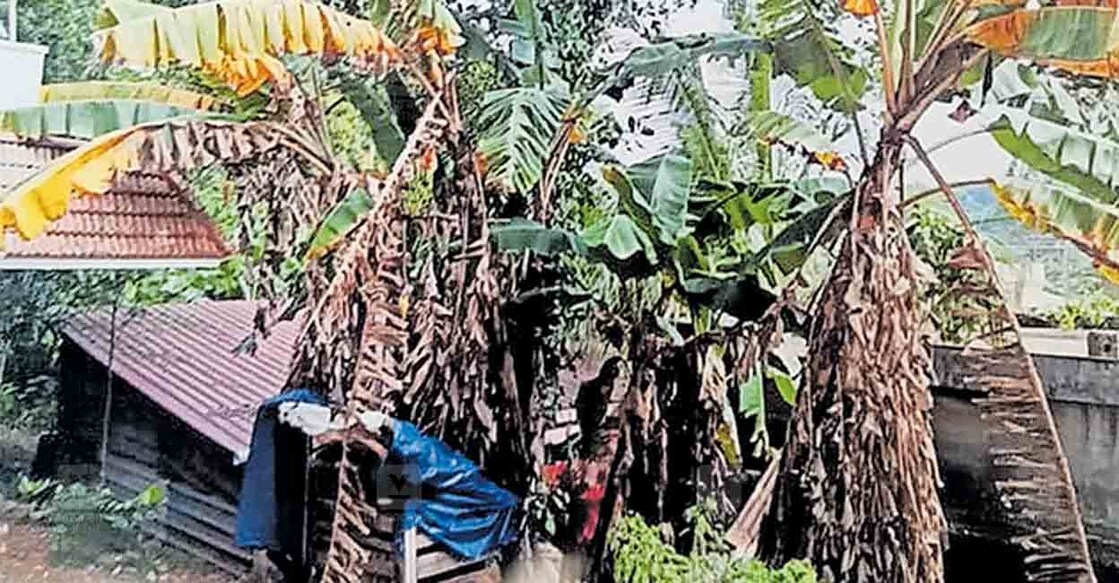 റോഡ് നിർമിക്കാൻ ഭൂമി നൽകിയില്ല; വയോധികയുടെ വീട്ടുവളപ്പിലെ കൃഷി ആസിഡ് ...