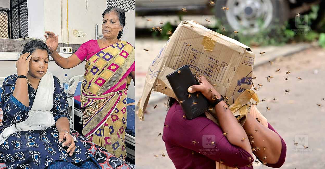 ‘കുത്തുകൊണ്ടു വീണുപോയി; അവിടേക്കു പോകാൻ ഭയമാണ്’: സിവിൽ സ്റ്റേഷനിലെ ...