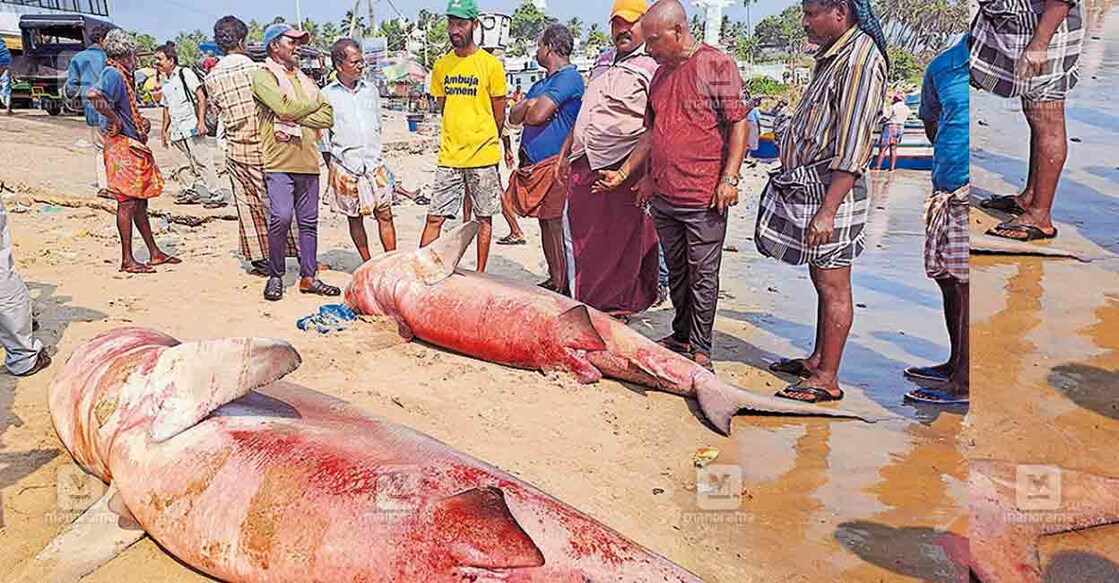 തീരപ്രദേശത്ത് ‘സ്രാവുകാലം’; തിമിംഗല സ്രാവുകൾക്ക് പിന്നാലെ അച്ചിണി സ്രാവുകളും | Whale shark ...