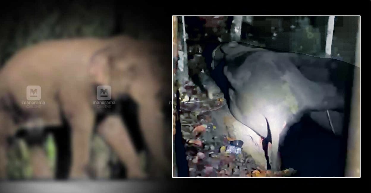 ചക്ക തിന്നാനെത്തിയ കാട്ടാന ശുചിമുറിയുടെ കുഴിയിൽ വീണു; സ്വയം മണ്ണിടിച്ചു കുഴി നികത്തി കരയ്ക്കു ...