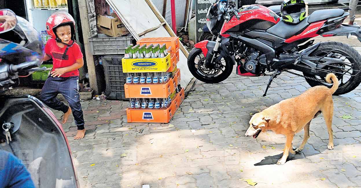നാടു കീഴടക്കി തെരുവുനായ്ക്കൾ; കടലാസിലൊതുങ്ങി പദ്ധതികൾ | stray dogs ...