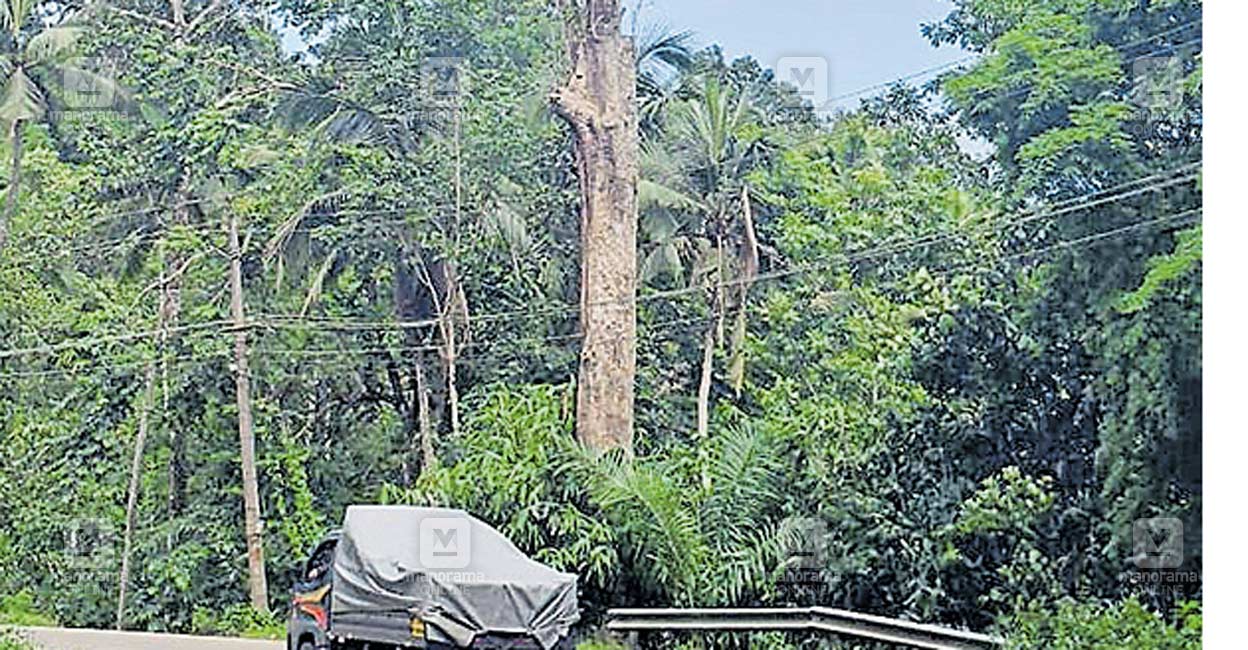 അപകട മരം മുറിക്കാൻ ആർഡിഒ ഉത്തരവിട്ടു; എന്നിട്ടും.... | Palode | Chengottukavu ...