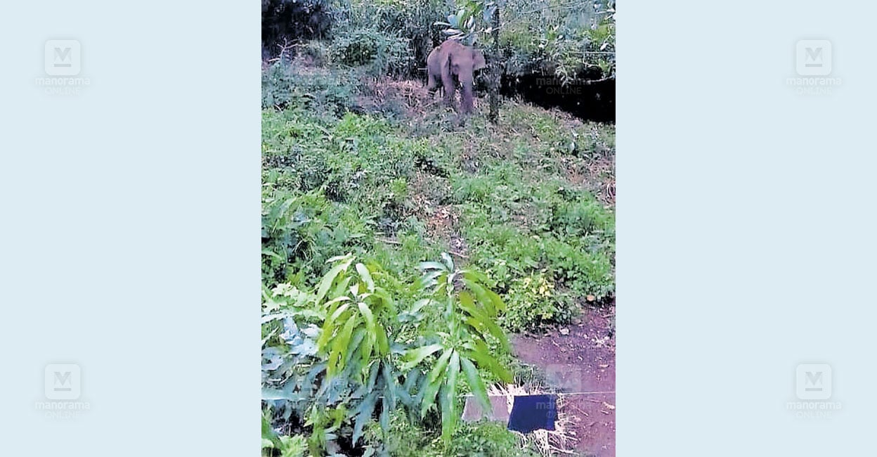 വന്യമൃഗങ്ങൾ നാട്ടുകാരുടെ സ്വൈരം കെടുത്തുന്നു; ദുരിതം | wild animal ...