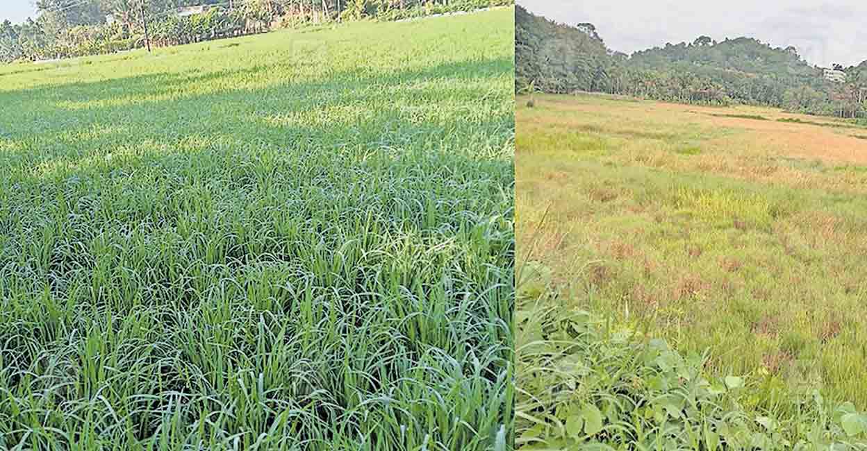 വാമനപുരം പഞ്ചായത്തിലെ നെൽക്കൃഷി അവതാളത്തിൽ; കർഷകർക്ക് പഞ്ചായത്തിന്റെ പിന്തുണയില്ലെന്നു പരാതി ...