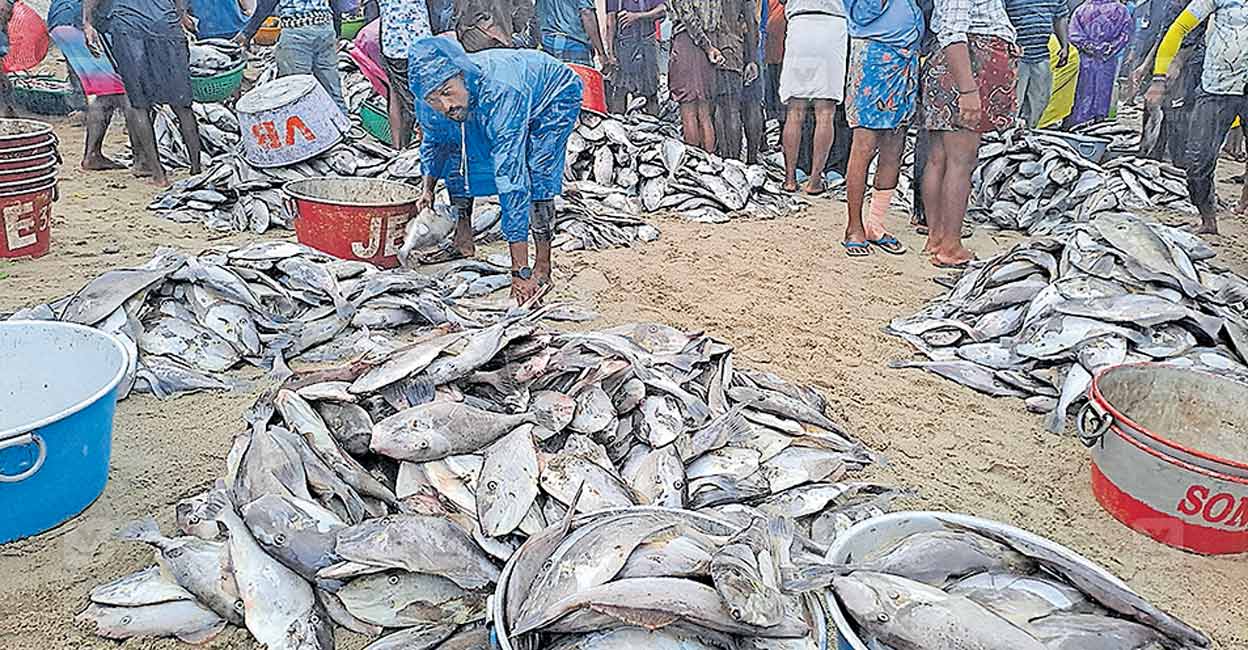 വെളുപ്പും ചാരനിറവും; പുറംതൊലി നല്ല കട്ടി: വല നിറയെ മരപ്പാൻ ക്ലാത്തി ...