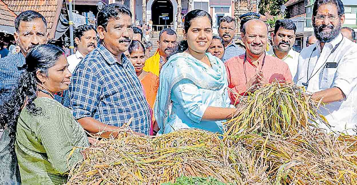 ഐശ്വര്യത്തിന്റെ നിറച്ചാർത്തുമായി ക്ഷേത്രങ്ങളിൽ നാളെ നിറപുത്തരി ...