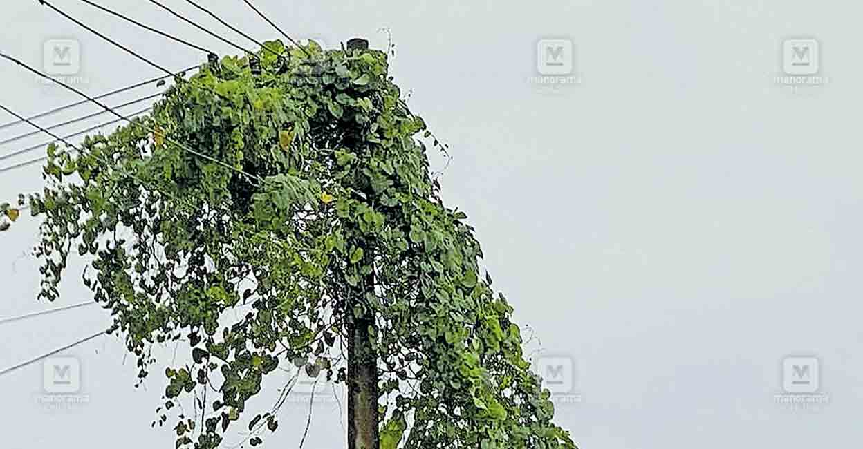 അപകടം കയ്യെത്തും ദൂരത്ത്; വള്ളിച്ചെടികൾ പടർന്ന് വൈദ്യുത ലൈനുക ...