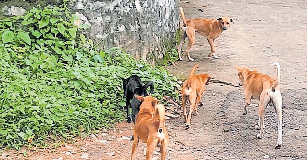 കോട്ടൂർ കടമാൻകുന്ന് പ്രദേശങ്ങളിൽ തെരുവ് നായ ശല്യം രൂക്ഷം | തെരുവ് നായ ...