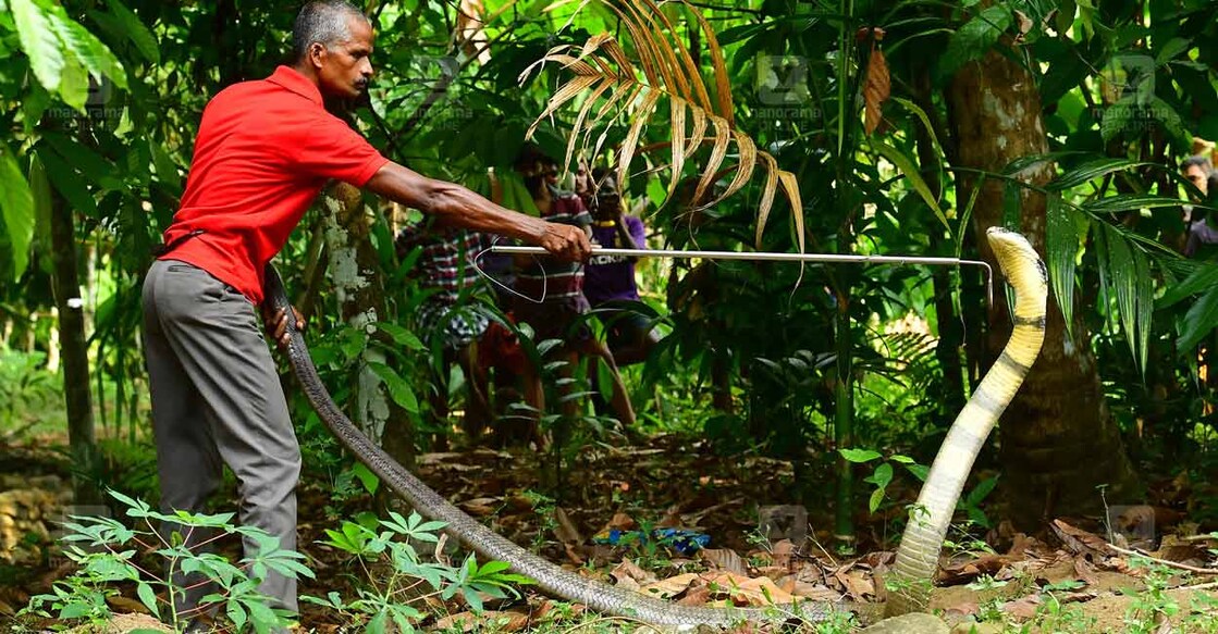 ഒറ്റക്കടിയിൽ 40 മനുഷ്യരെ കൊല്ലാനുള്ള വിഷം, രാജവെമ്പാല കൊടും‘ഭീകര ...