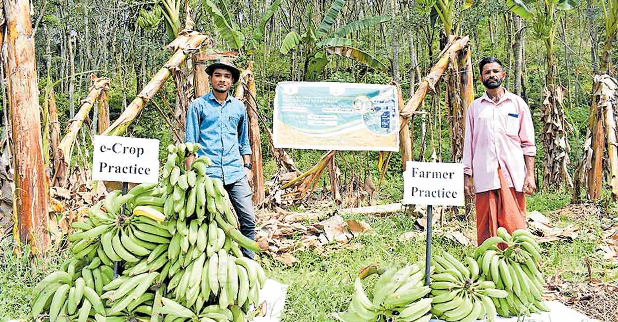 കാർഷികരംഗത്ത് എഐ സാങ്കേതിക വിദ്യ ഉപയോഗപ്പെടുത്തുന്നു; നെടുമങ്ങാട്ടെ ...