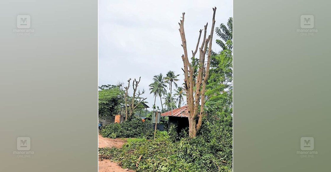 മരങ്ങളുടെ ശിഖരങ്ങൾ മുറിച്ചു, പ്രതിഷേധവുമായി ‘പ്രകൃതി’ | Tree cutting ...