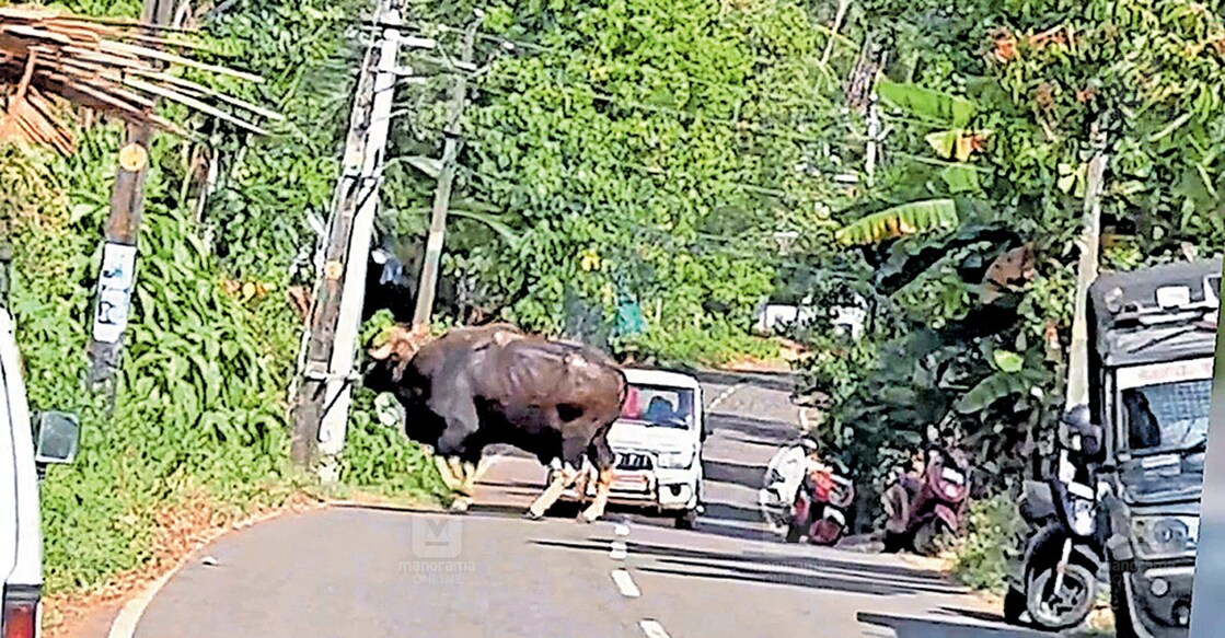 കാട്ടുപോത്തിന്റെ ആക്രമണത്തിൽ വനംവകുപ്പ് ഉദ്യോഗസ്ഥന് പരുക്ക് | Malayala ...