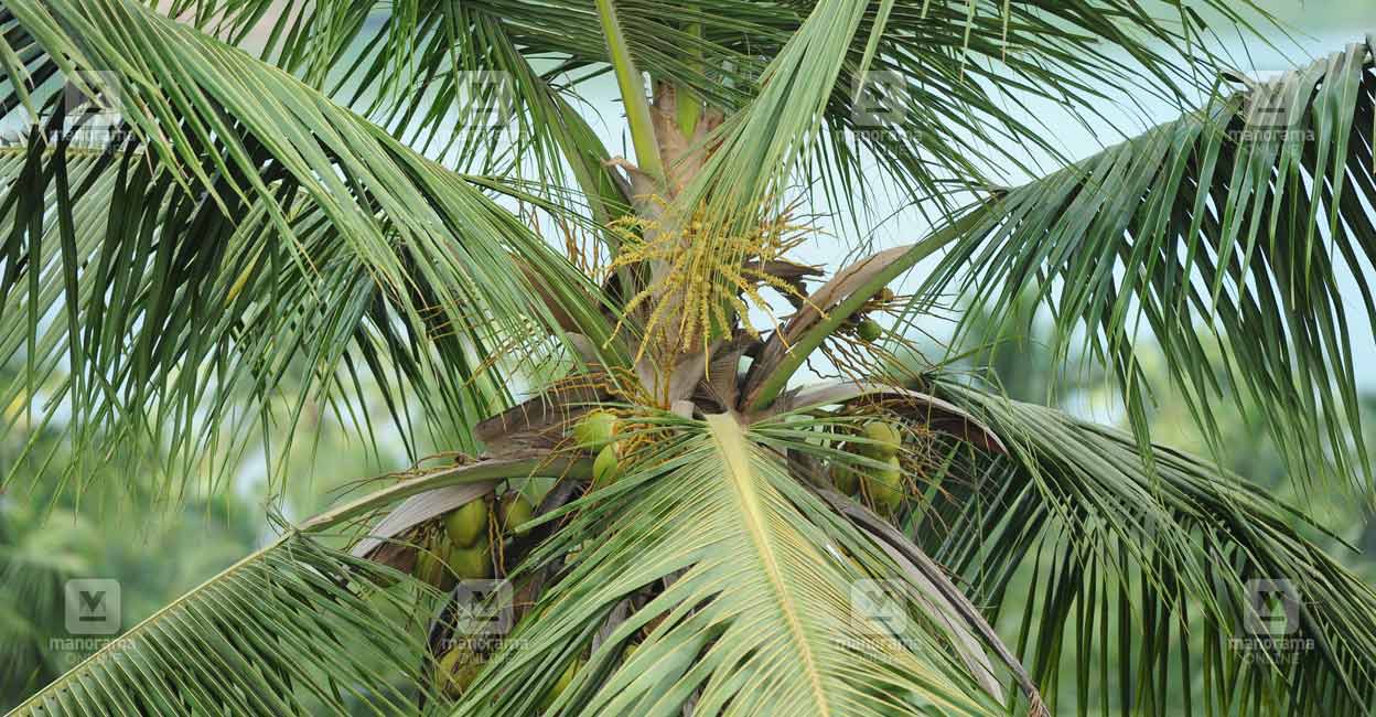 ചായ കുടിച്ച് പരിഹരിക്കാതെ തെങ്ങിൻ തർക്കം; ഹൈക്കോടതി തീർപ്പു ക ...