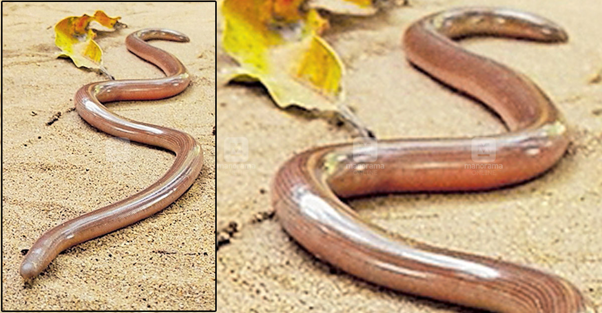 ഇരുതലമൂരിയേയും ശംഖുവരയനെയും പിടികൂടി; അര മീറ്ററോളം നീളം | തൃശൂർ വാർത്തക ...