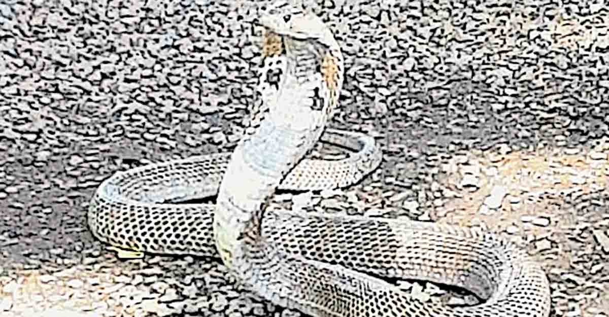 പുല്ലാനി മൂർഖനെ പിടികൂടി | തൃശൂർ വാർത്തകൾ | ചുറ്റുവട്ടം | മലയാള മനോരമ ...