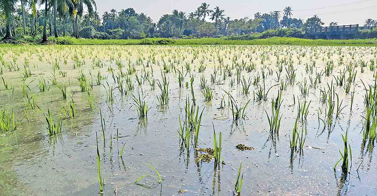 വേലിയേറ്റത്തിൽ ഉപ്പുവെള്ളം കയറുന്നു: കുഴൂരിൽ കർഷകർ ആശങ്കയിൽ