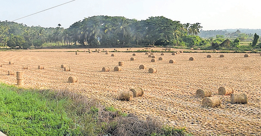 വൈക്കോലിന് പുല്ലുവില!