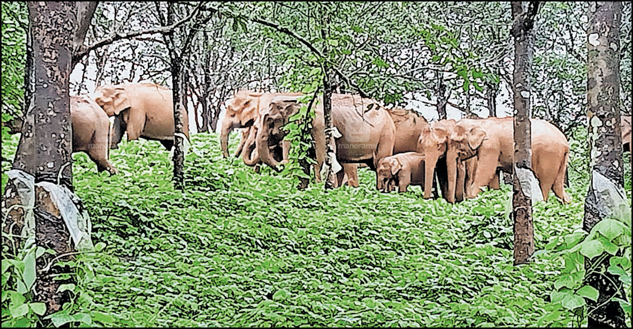 കുണ്ടായി ഹാരിസൺ പ്ലാന്റേഷനിൽ‌ പകലും കാട്ടാനശല്യം രൂക്ഷം; ആശങ്ക