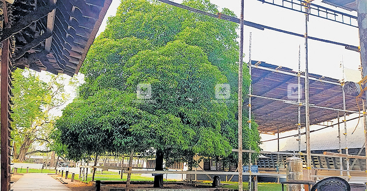 സംഗീതം കേട്ട് താളം പിടിച്ചു വളർന്ന ‘ഇലഞ്ഞിക്കുട്ടിക്ക്’ ഇരുപതിന്റെ യൗവന ...