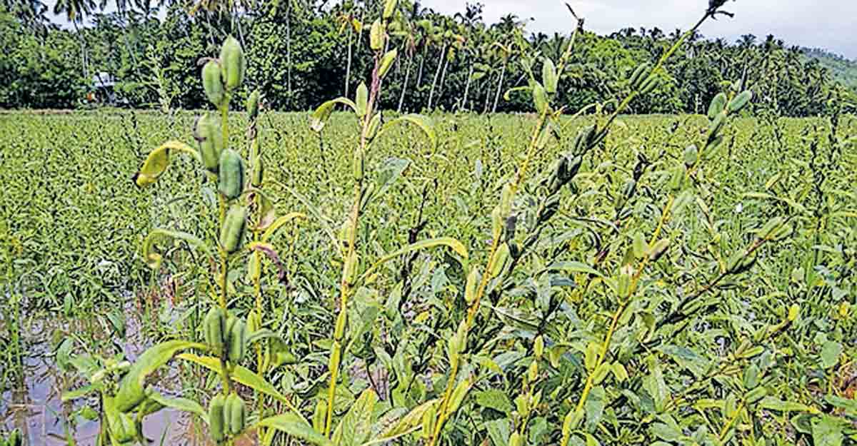 50 ഏക്കർ; വിളവെടുപ്പിന് പാകമായി എള്ള് പാടങ്ങൾ