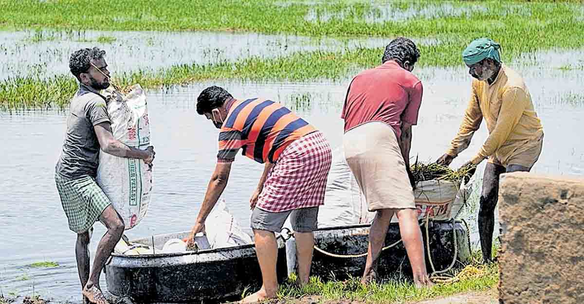 പേമാരിയിൽ മുങ്ങി, 200 ഏക്കറിൽ നഷ്ടക്കൊയ്ത്ത്