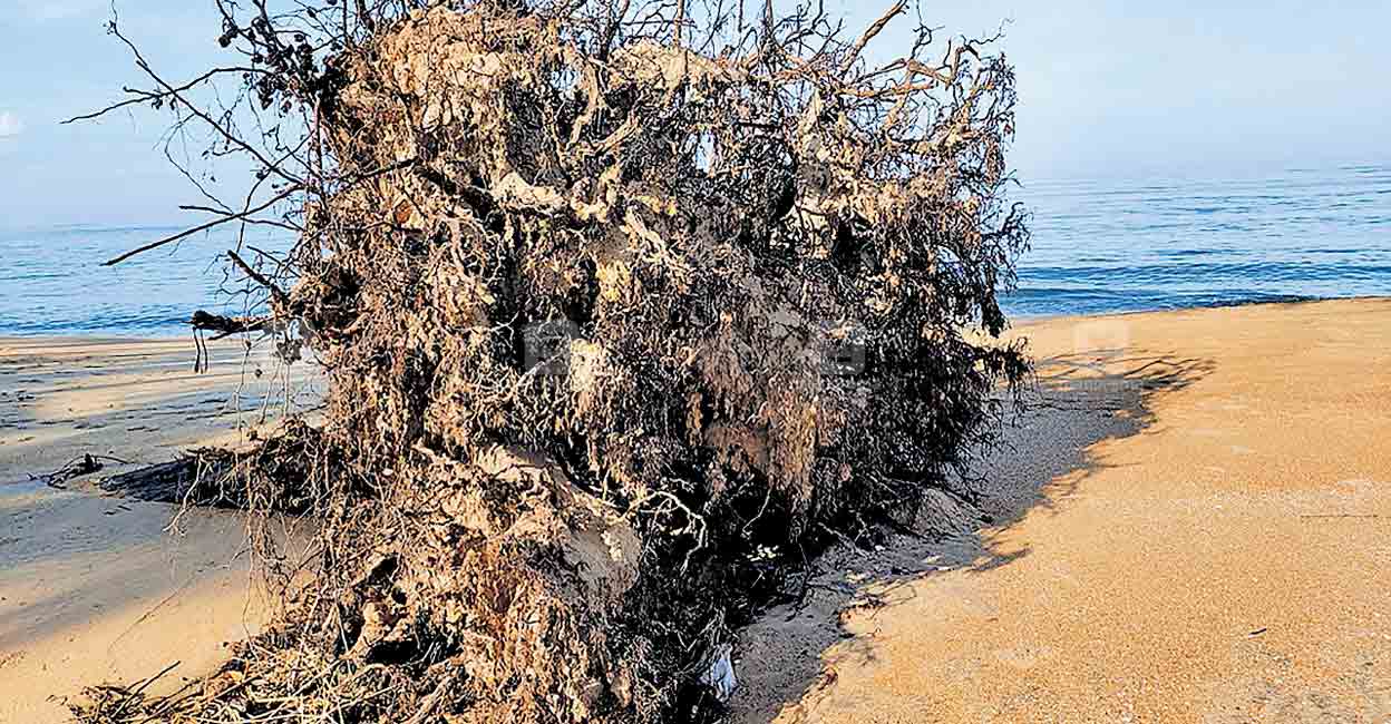 മത്സ്യത്തൊഴിലാളികളെ വലയ്ക്കുന്നു കടപുഴകിയ കാറ്റാടികൾ