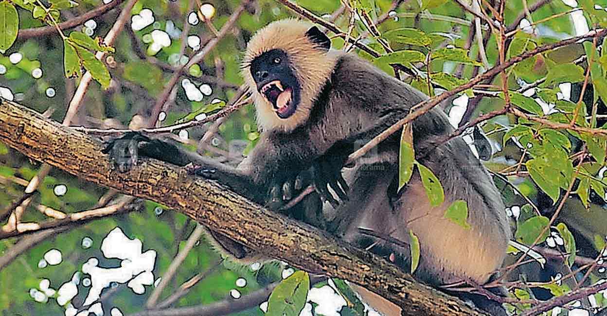 മൃഗശാല അധികൃതർ ‘ഗർജ്ജിച്ചു’; വിളിയെടാ, ഡിഎഫ്ഒയെ, വയ്ക്കടാ വെടി..!