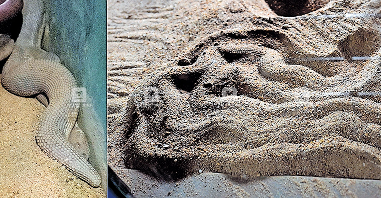 ഹനുമാൻ കുരങ്ങ് പോയപ്പോൾ പൂഴിപ്പുളവൻ വന്നു; കയ്യോടെ പിടികൂടി റജിസ്റ്ററി ...