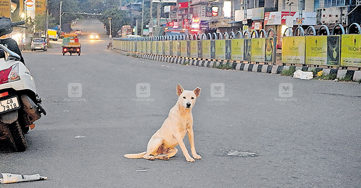 പൈങ്കുളത്ത് 6 പേർക്ക് തെരുവുനായയുടെ കടിയേറ്റു | Stray Dog Rescue Kerala ...