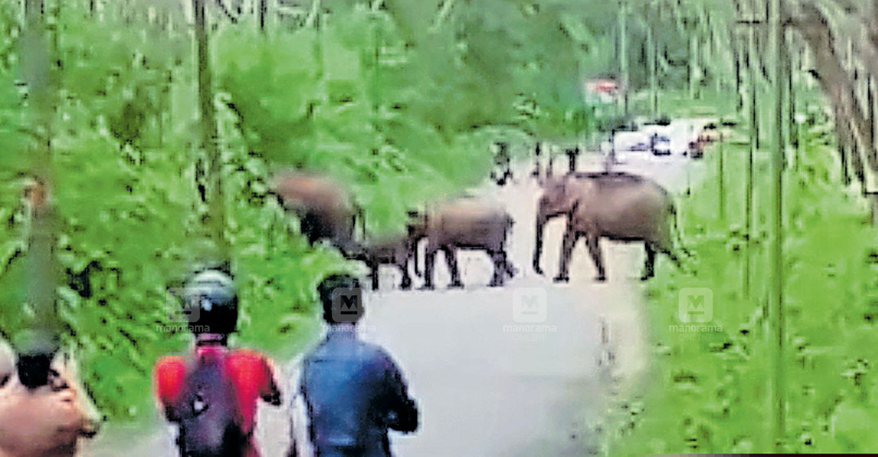 ചിമ്മിനി ഡാം റോഡിൽ നാൽപതോളം കാട്ടാനകൾ; പരിഭ്രാന്തി