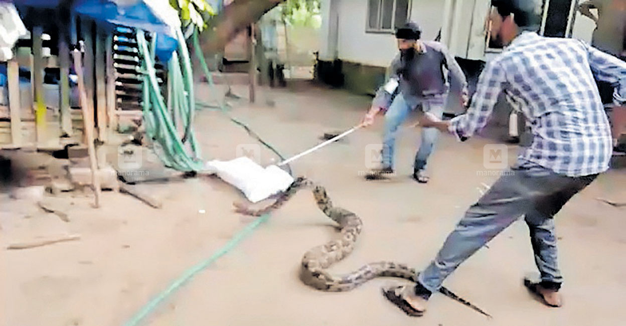 കോഴിക്കൂട്ടിൽ നിന്നു മലമ്പാമ്പിനെ പിടികൂടി