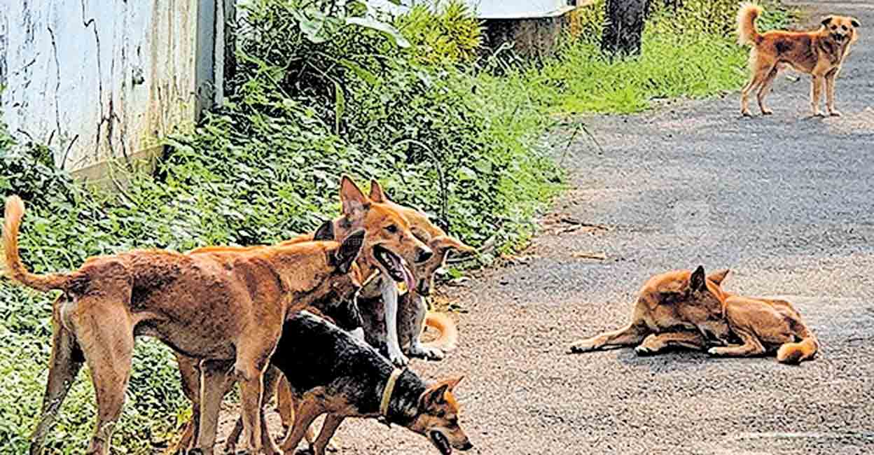 തെരുവുനായ ശല്യം രൂക്ഷം