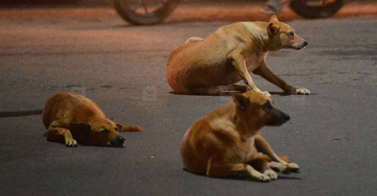 ജില്ലയിൽ തെരുവുനായ്ക്കൾ പെരുകുന്നു; മാഞ്ഞു പോയി എബിസി | Stray Dog ...