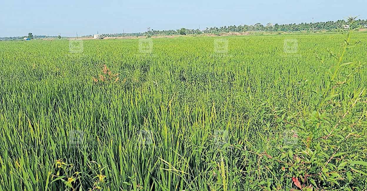 മാടായിക്കോണം തെക്കേ കോൾപാടത്ത് നെൽച്ചെടികൾക്ക് മഞ്ഞപ്പ്; ആശങ്കയിൽ കർഷകർ