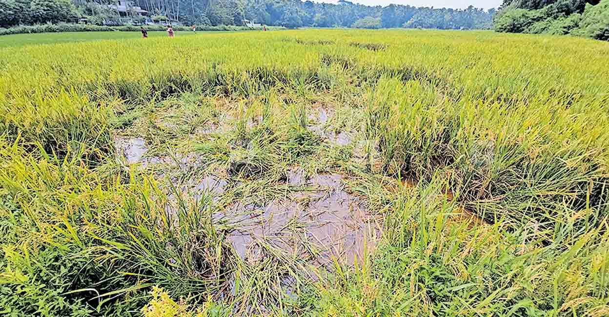 കാട്ടുപന്നിക്കൂട്ടം കൃഷി നശിപ്പിച്ചു