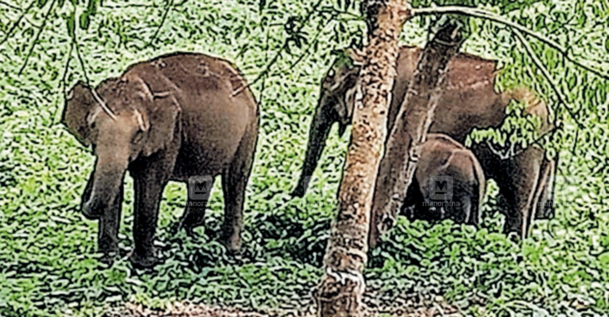 കാട്ടാനകളെ ഉൾക്കാട്ടിലേക്ക് തുരത്തണമെന്നു നാട്ടുകാർ