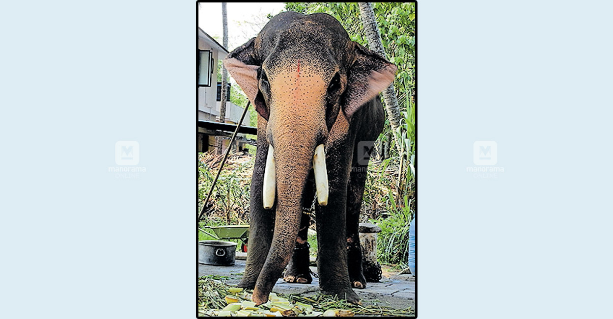 തെച്ചിക്കോട്ടുകാവ് രാമചന്ദ്രന് ചരിത്രത്തിലെ വലിയ ഏക്കം