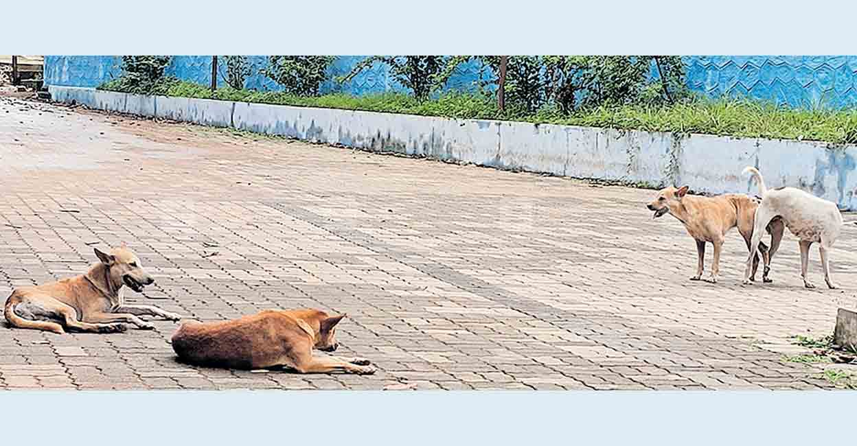പേയിളകിയ തെരുവുനായയുടെ ആക്രമണം: വിദ്യാർഥികളടക്കം 12 പേർക്ക് പരുക്ക് ...