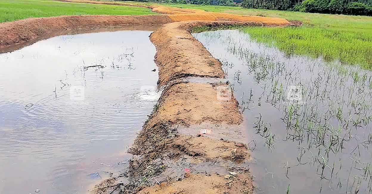 വിരിപ്പു കർഷകർക്ക് ആശ്വാസമായി മഴ