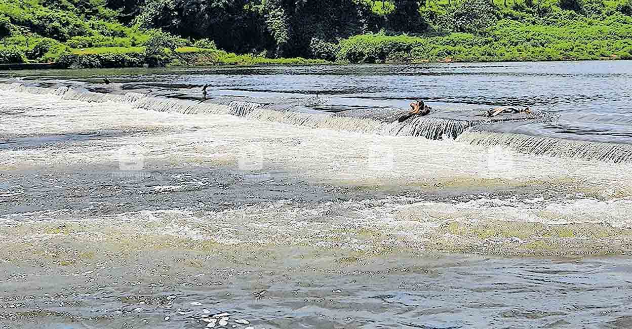 തടയണയ്ക്കു ഭീഷണിയായി ഒഴുകി വരുന്ന മരങ്ങൾ