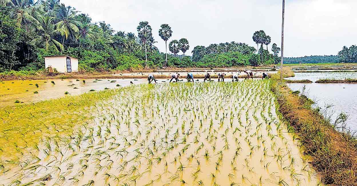 വിരിപ്പുകൃഷിക്ക് നടീൽ തുടങ്ങി