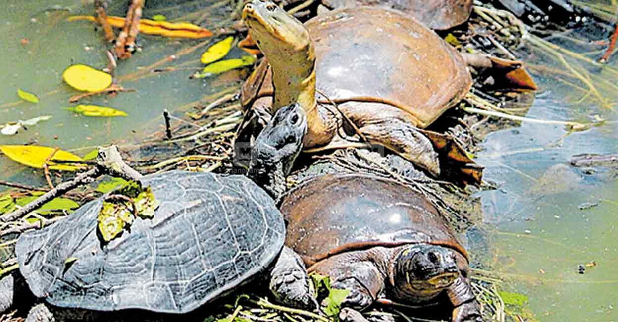 മാനം തെളിഞ്ഞു, സൺ ബാത്തിനിറങ്ങി ആമക്കൂട്ടം