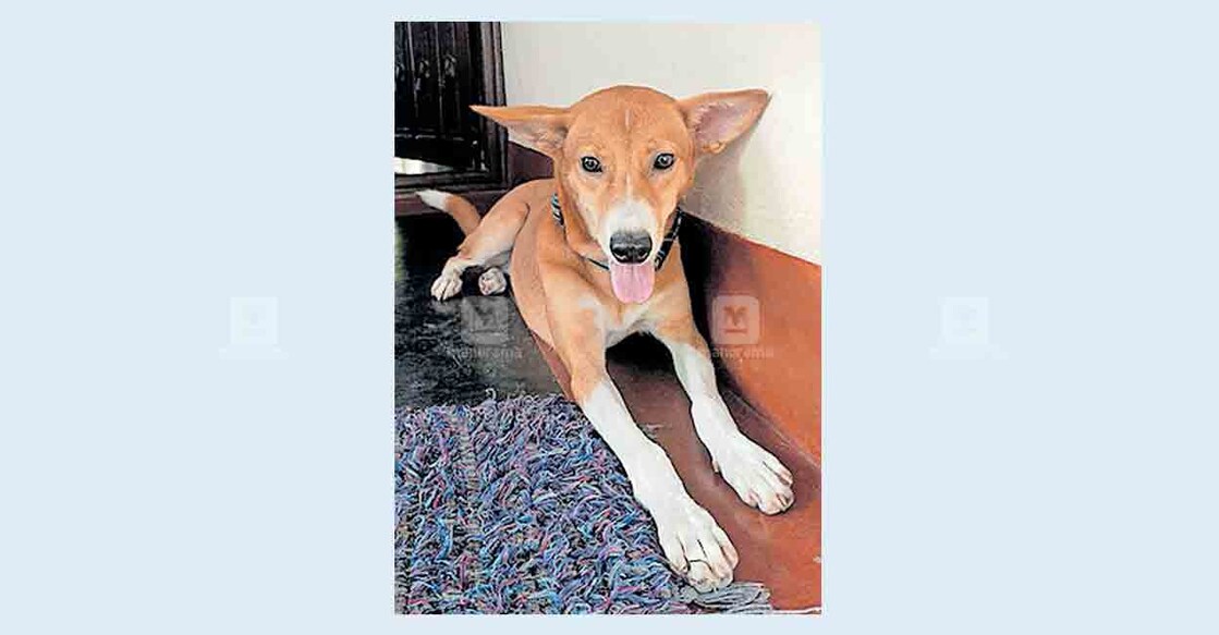 ‘കുഞ്ഞി’യെ കണ്ടവരുണ്ടോ?; നഗരം മുഴുവൻ തിരഞ്ഞ് മൃഗസ്നേഹികൾ