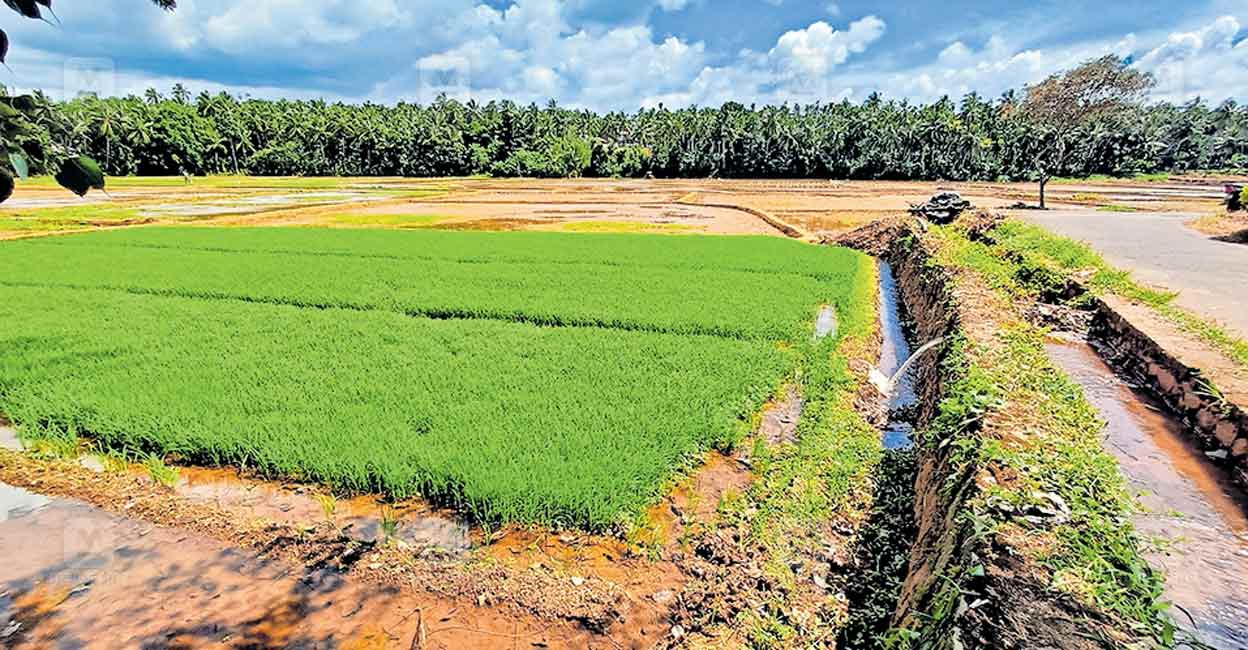 വെള്ളമില്ലാതെങ്ങനെ കൃഷിചെയ്യും? | Mundakan | Vishu | Paddy Cultivation ...