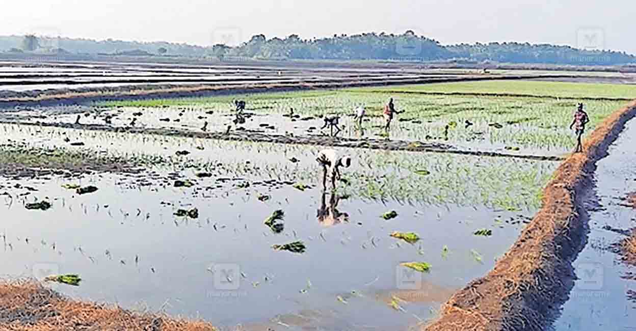 ബണ്ടു തകർച്ച; വീണ്ടും കൃഷിയിറക്കി താമരവട്ടം കോൾപടവിലെ കർഷക ...