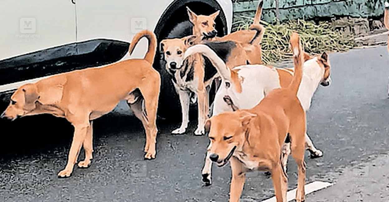തെരുവുനായ്ക്കൾ പാഞ്ഞടുത്തു; സൈക്കിളിൽനിന്ന് വീണ് പരുക്കേറ്റു | stray ...