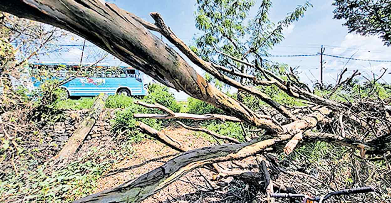 കടപുഴകി വീണ മരം 5 വർഷമായിട്ടും മാറ്റിയില്ല | fallen trees | Perumpuzha ...