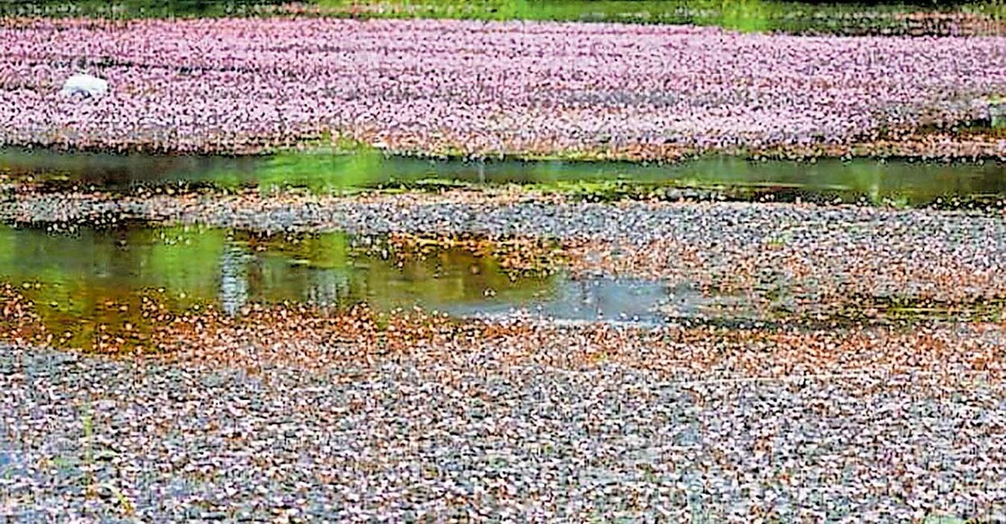 കോൾച്ചാലുകളിൽ ആമ്പൽ വിസ്മയം; മനോഹാരിത നുകരാൻ സഞ്ചാരികളുടെ തിരക്ക് ...