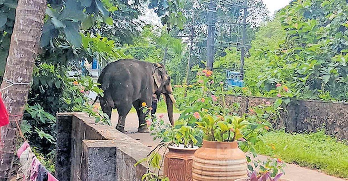 ഇടഞ്ഞ് റേ‍ാഡിൽ ഇറങ്ങിയ ആനയെ തളച്ചു | Rogue elephant | Kerala elephant ...