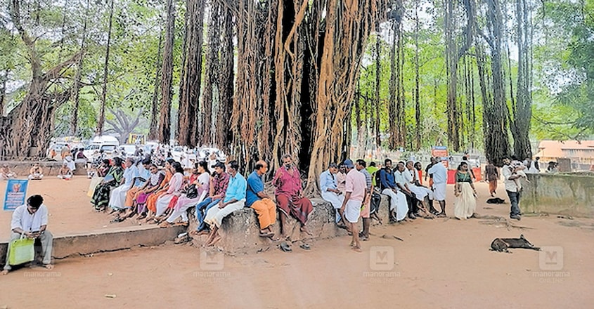 ശ്രീകുരുംബ ഭഗവതി ക്ഷേത്രം: ആൽത്തറപ്പൊത്തുകളിൽ വിഷപ്പാമ്പുകൾ; ആശങ്കയോടെ ...